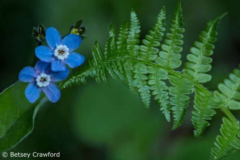 Ferns: the deep consolations of survival