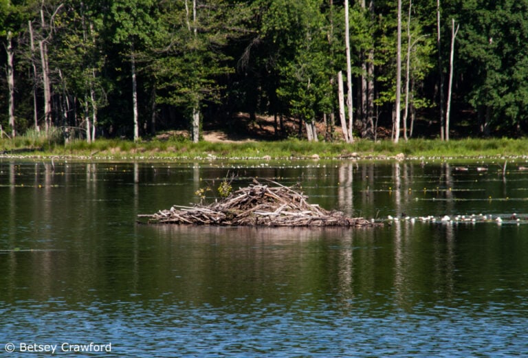 Beavers: nature's brilliant water engineers