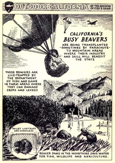 Beavers: nature's brilliant water engineers