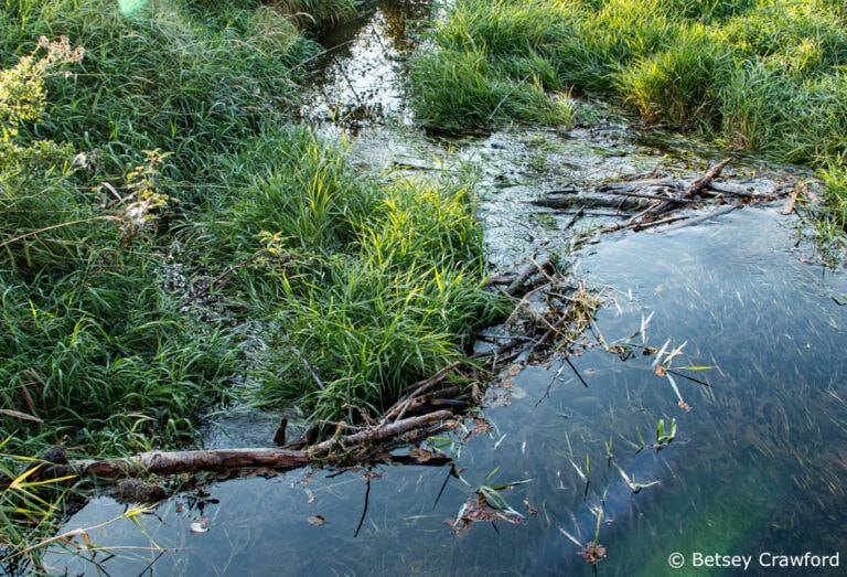 Beavers: nature's brilliant water engineers