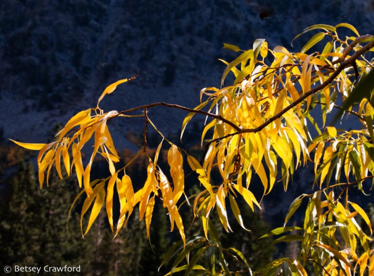 The California gold rush - The Soul of the Earth