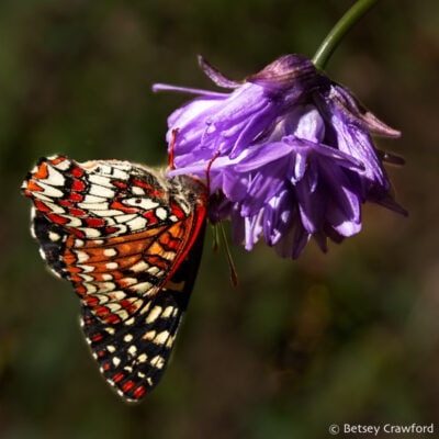 Laudate Deum: a cry from the heart